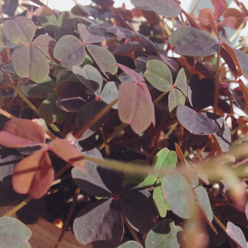 옥살리스 불카니콜라 진판델 ( Oxalis Vulcanicola 'Zinfandel' ) : 네이버 블로그
