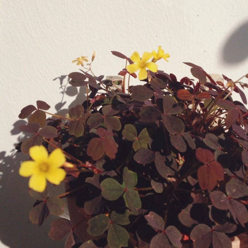 옥살리스 불카니콜라 진판델 ( Oxalis Vulcanicola 'Zinfandel' ) : 네이버 블로그