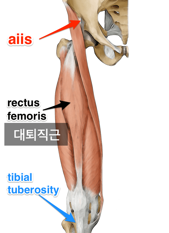 운동하실때 무릎 (특히 빨간색으로 표시된 부분) 에 통증을 느끼시는 분들은 꼭 읽어봐 주세요~ : 네이버 블로그