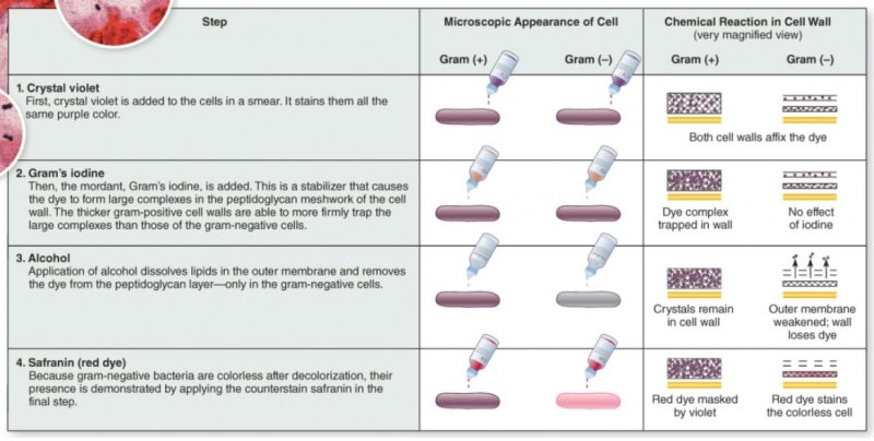 그람 염색 방법 그람양성균과 그람 음성균 Gram Stain Gram Positive And Negative