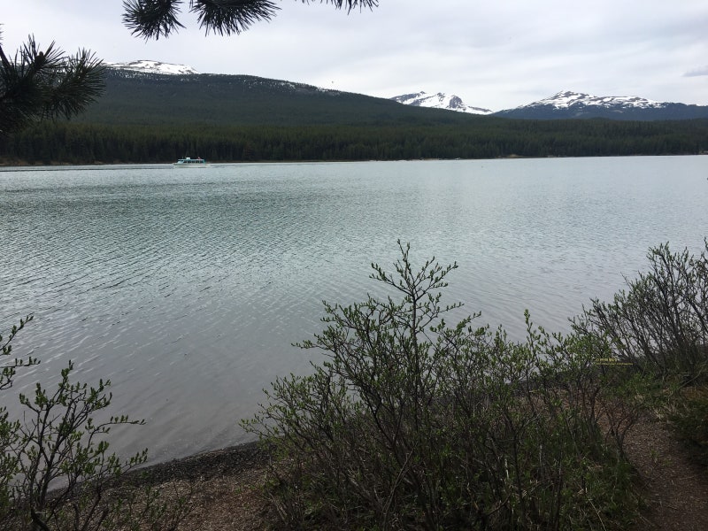 Jasper(재스퍼) 20170608 야생동물_ 사슴, 엘크 그리고 곰, 멀린 레이크 Maligne Lake_ Mary ...