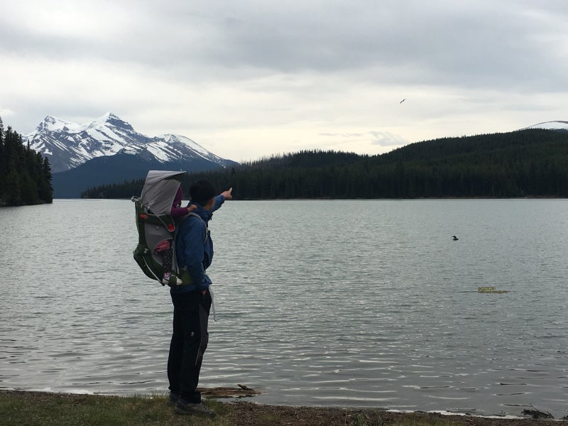 Jasper(재스퍼) 20170608 야생동물_ 사슴, 엘크 그리고 곰, 멀린 레이크 Maligne Lake_ Mary ...