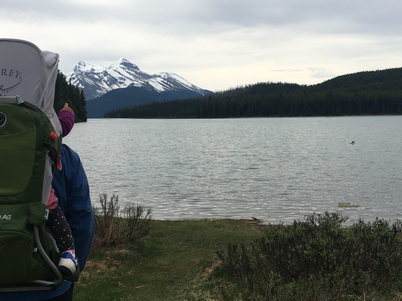 Jasper(재스퍼) 20170608 야생동물_ 사슴, 엘크 그리고 곰, 멀린 레이크 Maligne Lake_ Mary ...