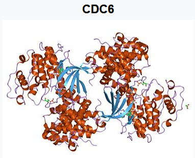 [DNA 복제(Replication)] CDC6 란? : 네이버 블로그