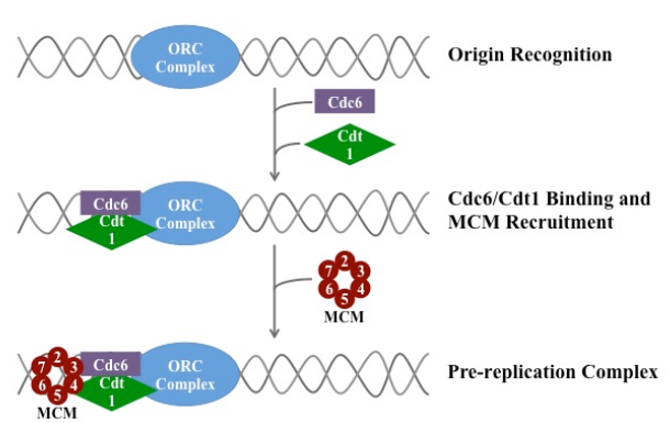 [DNA 복제(Replication)] CDC6 란? : 네이버 블로그
