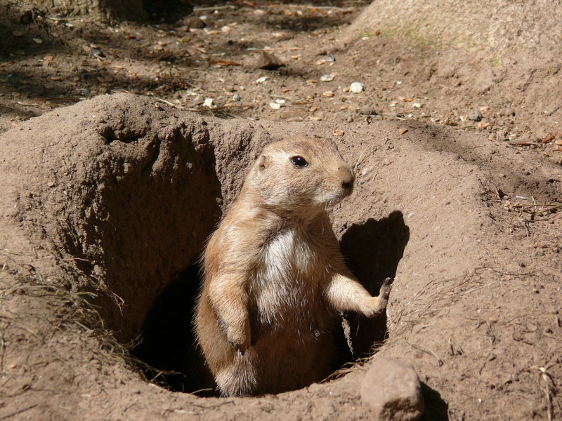 borrow, burrow, bury, burial - 단어 외우기 : 네이버 블로그