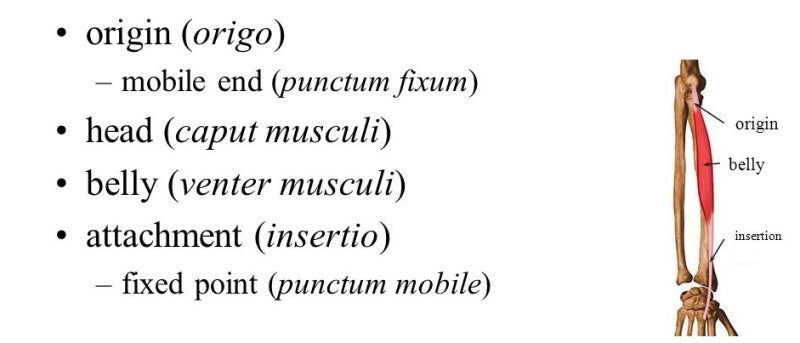 [DNS] Punctum fixum(fixing points) & Punctum mobile : 네이버 블로그