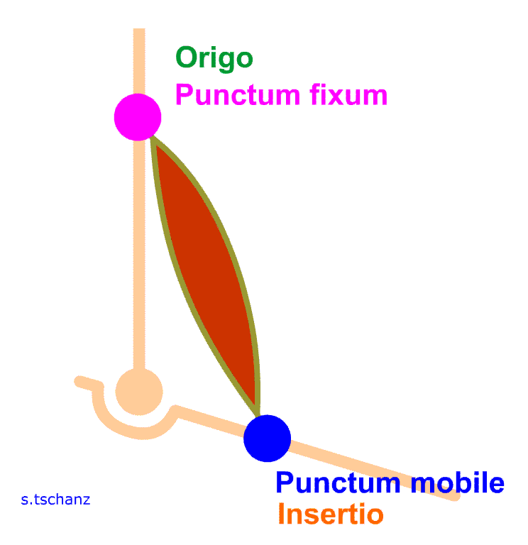 [DNS] Punctum fixum(fixing points) & Punctum mobile : 네이버 블로그