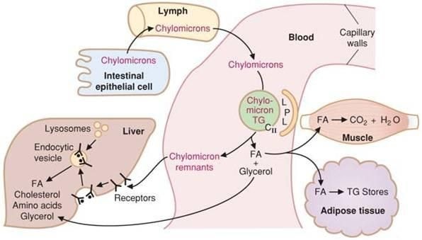 lipoproteins - chylomicron, VLDL, LDL, HDL : 네이버 블로그