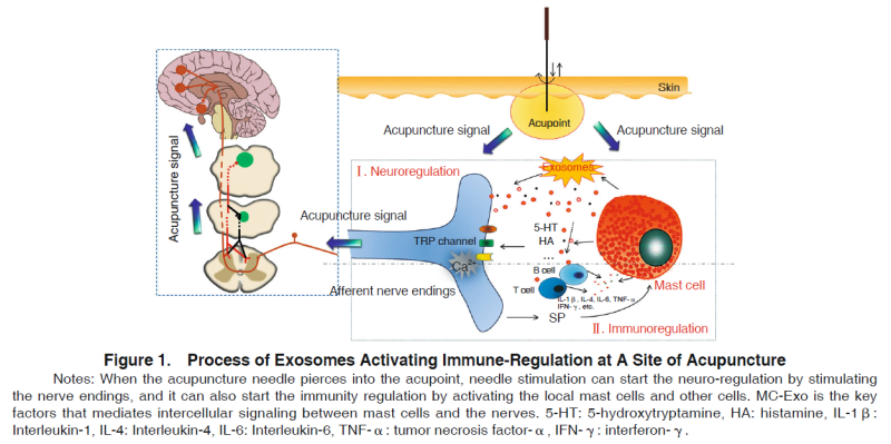 [침치료] 침치료의 효과를 설명하는 중요한 메커니즘, 비만세포에서 유래한 엑소좀(exosome) : 네이버 블로그