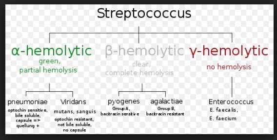 연쇄상구균의 분류, Differentiation between streptococci : 네이버 블로그
