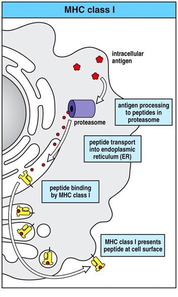 [면역학] 항원제시(antigen presentation), MHC1 pathway, MHC2 pathway : 네이버 블로그