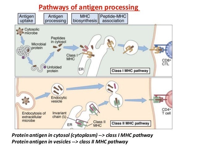 [면역학] 항원제시(antigen presentation), MHC1 pathway, MHC2 pathway : 네이버 블로그