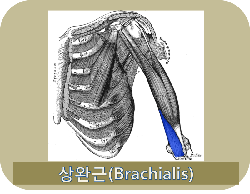 근육학 Series 상완근 Brachialis Muscle 네이버 블로그
