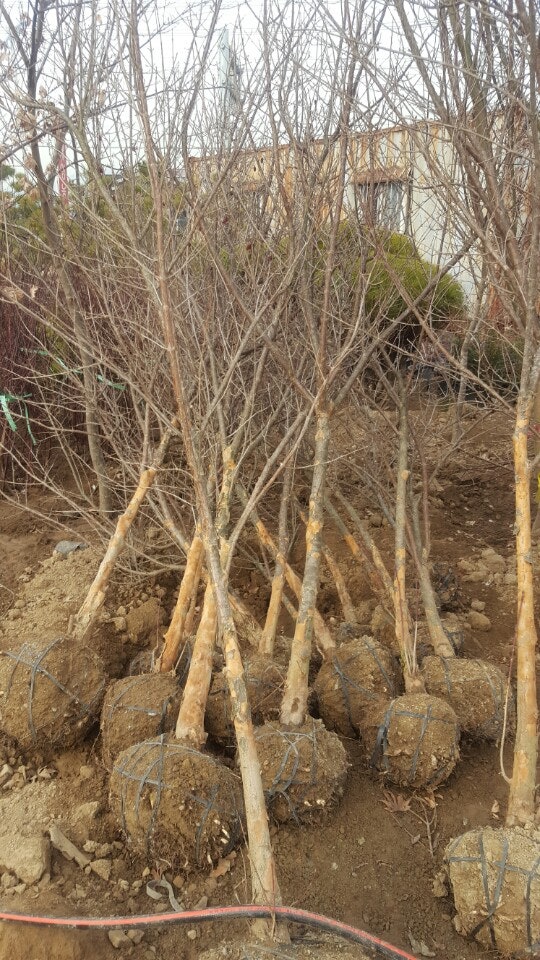 석대화훼단지 장수식물원 유실수 조경수묘목 판매 네이버 블로그