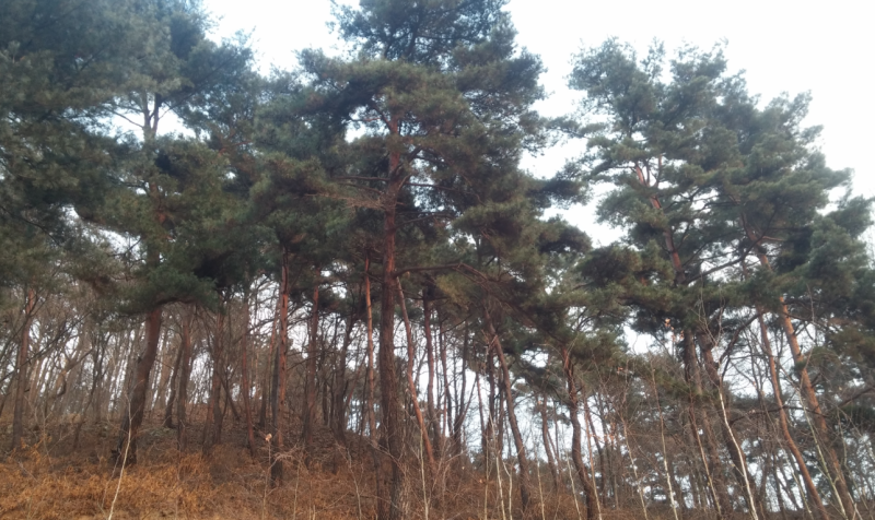 야영장업 일반야영장업 자동차야영장업 숲속야영장 등록기준 안전·위생기준 시설 종류·기준·규모 관광사업 관광객 이용
