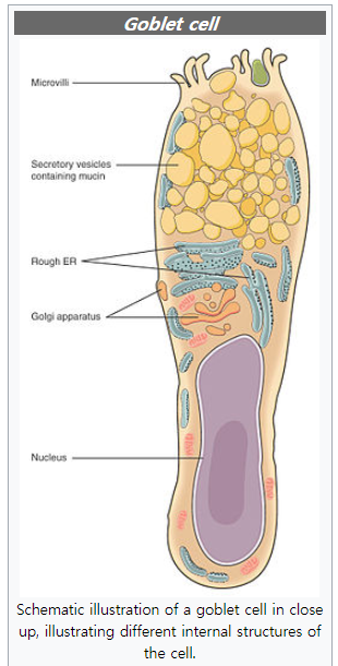 Goblet cell : 네이버 블로그