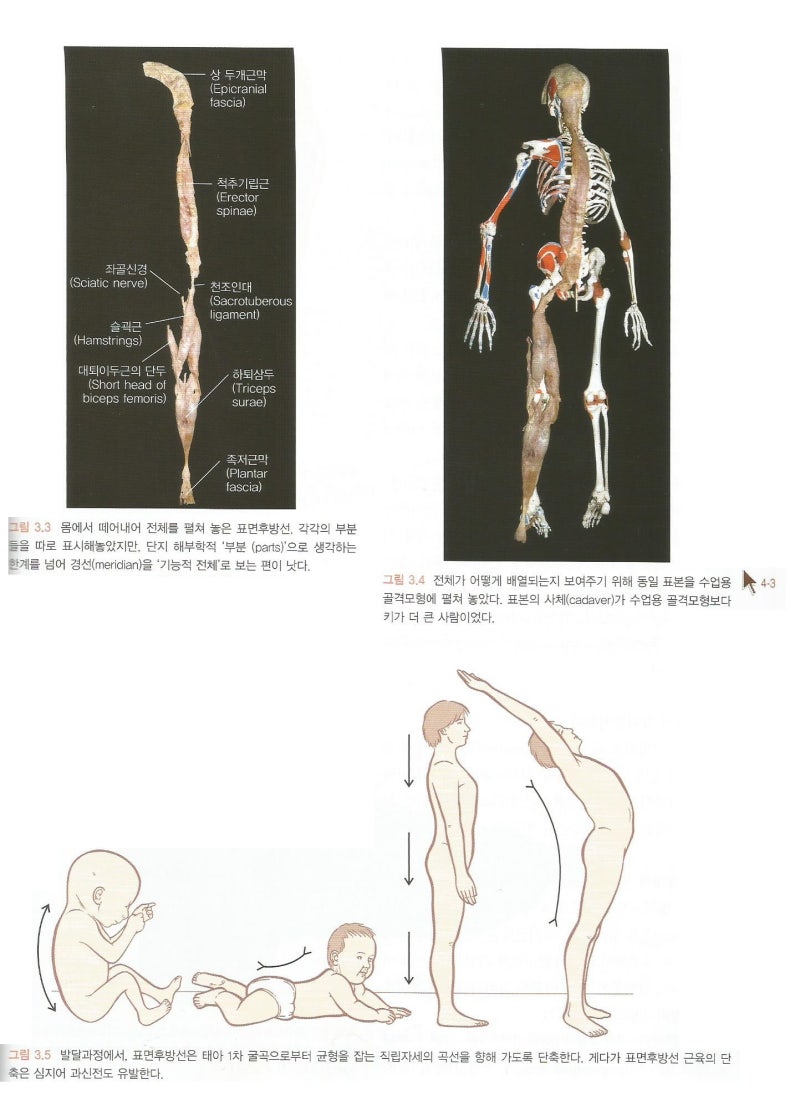 근막 표면후방선superficial Back Line Sbl 고척동pt 고척동헬스 고척동헬스장 리커버리휘트니스