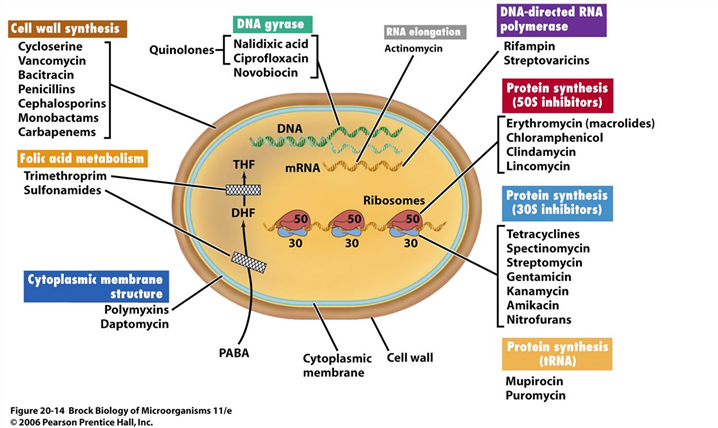 항생제(antibiotics) & 내성균(MRSA, MRSE, MRPA, MRAB, VRE, VRSA, IRPA, CRE) 요약 ...