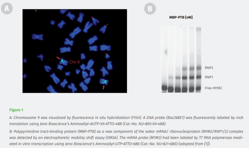 [Jena Bioscience] Labeling chemistry-Nucleotide selector : 네이버 블로그