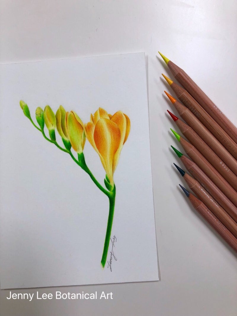 까렌다쉬 루미넌스 6901색연필로 그리는 보태니컬아트 ‘프리지아’ : 네이버 블로그
