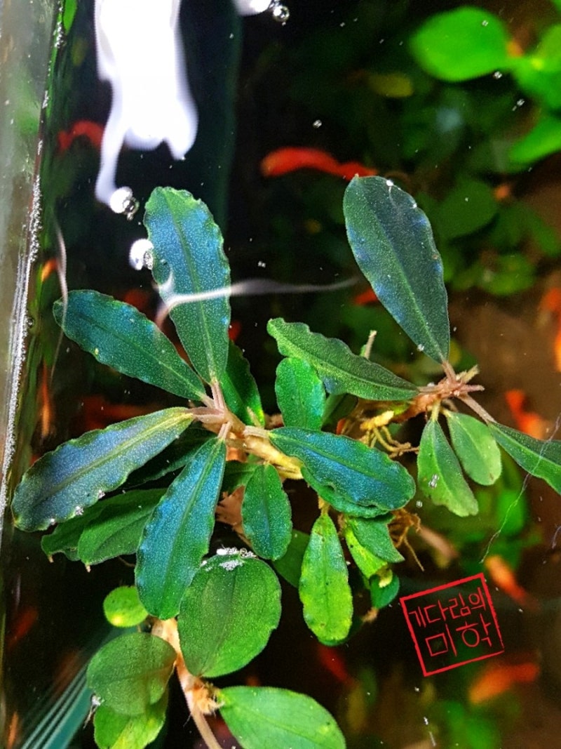 Bucephalandra sp. Arrogant 'blue' (부세파란드라 알로간트 '블루') : 네이버 블로그