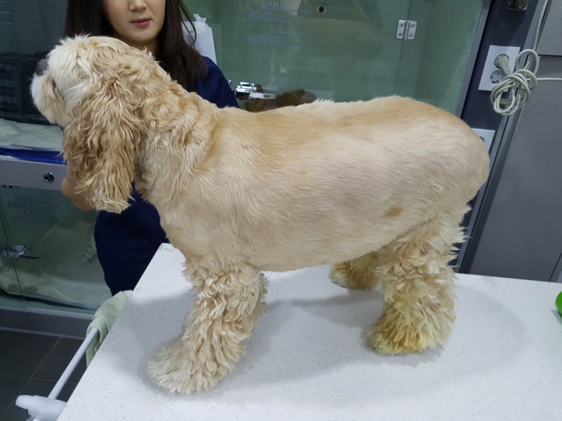 강아지 쿠싱병과 심한 외이염 외이염귀세정 이도절제술 강아지쿠싱 부신피질기능항진증 강아지심한외이염 개외이염 강아지