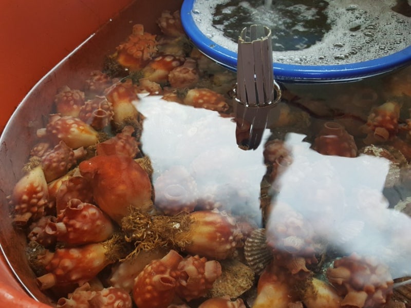 목포 무안 맛집 갯벌 낙지 탕탕이 And 숭어회 한진수산에서 드세요 Aka 진정한 숨은 맛집 네이버 블로그