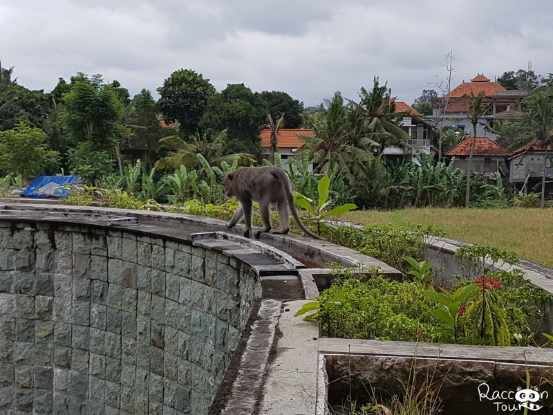 [발리] 숙소 - 사린 우붓 스위트 (Sarin Ubud Suites) : 네이버 블로그