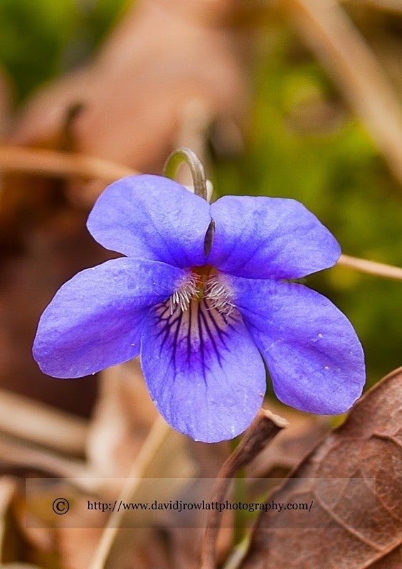 Devon Violet Tea Cozy : 네이버 블로그