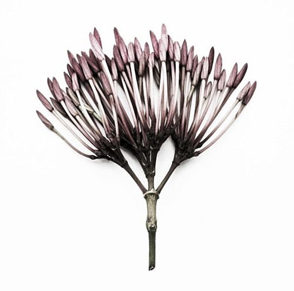 북유럽 식물액자만들기 좋은 이미지모음 : 네이버 블로그