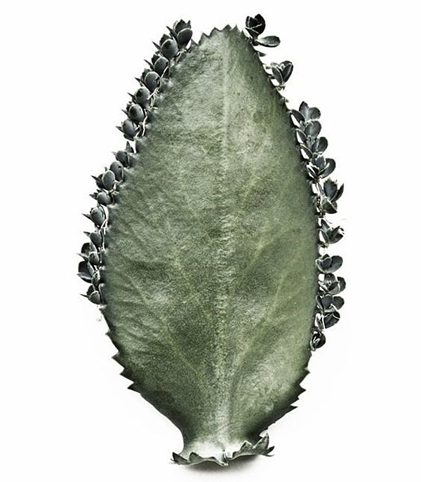 북유럽 식물액자만들기 좋은 이미지모음 : 네이버 블로그