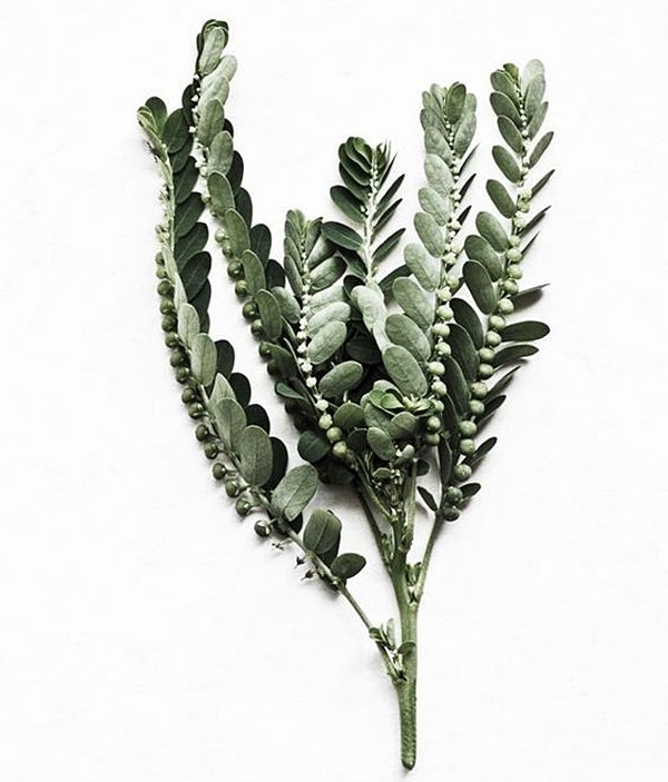 북유럽 식물액자만들기 좋은 이미지모음 : 네이버 블로그