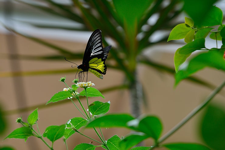 골든버드윙 (Troides rhadamantus) : 네이버 블로그