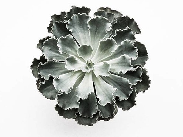 북유럽 식물액자만들기 좋은 이미지모음 : 네이버 블로그