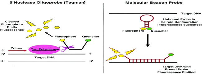 3. Real Time PCR(probe, melting curve) : 네이버 블로그