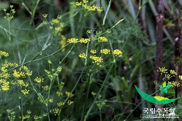 쿰멜 KUMMEL : 네이버 블로그