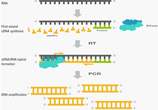 1. RT-PCR(Reverse transcription) : 네이버 블로그