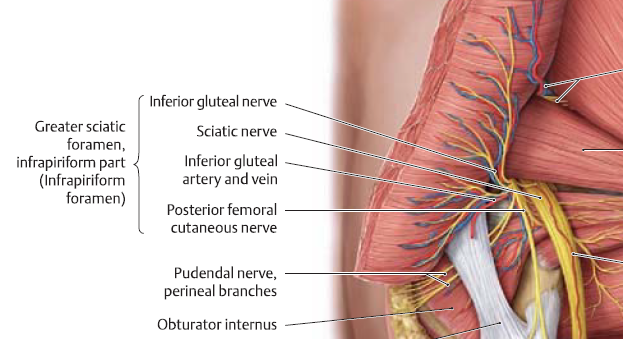 Infrapiriform Foramen