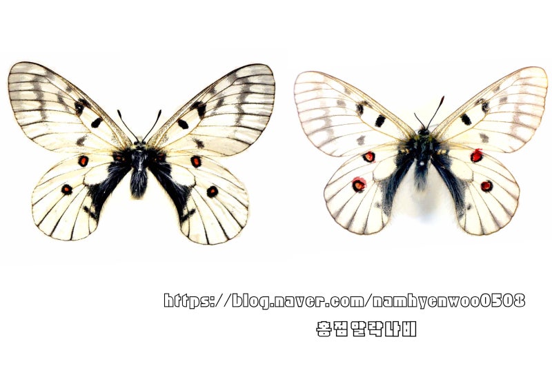 붉은점모시나비(Parnassius bremeri) : 네이버 블로그