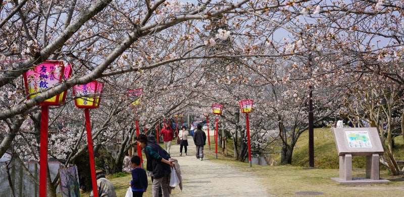 사가여행: 사가현 벚꽃명소 오기공원 (Ogi Park) : 네이버 블로그