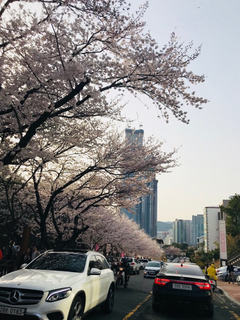 부산벚꽃명소 해운대 달맞이길 문탠로드 And 광안리 삼익비치 벚꽃놀이 다녀오다 네이버 블로그