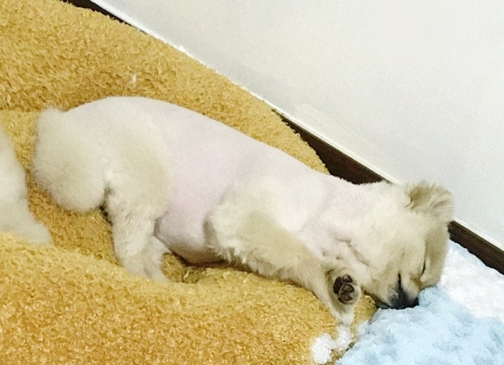 터비덤 스프레이 애견 피부질환 스프레이 강아지 습진 네이버 블로그