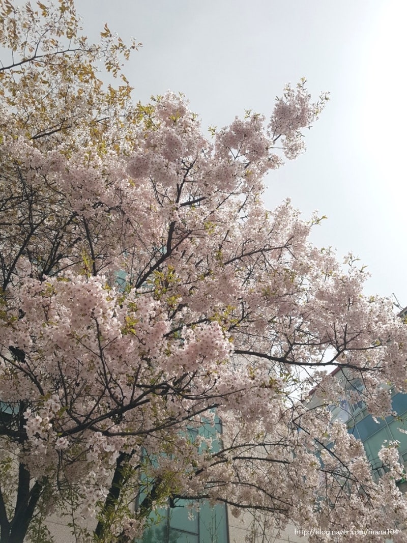 롯데마트 문화센터 봄학기 오감쑥쑥 베베플레이쿡 6주차 토끼와 당근 22개월 아기 문센 678일
