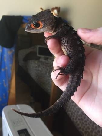 레드아이아머드스킨크(Redeyed armored skink)[Tribolonotus gracilis] : 네이버 블로그
