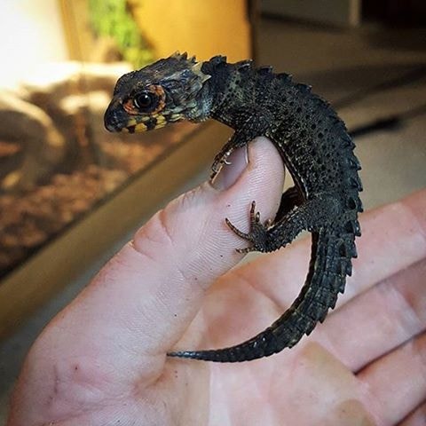 레드아이아머드스킨크(Redeyed armored skink)[Tribolonotus gracilis] : 네이버 블로그