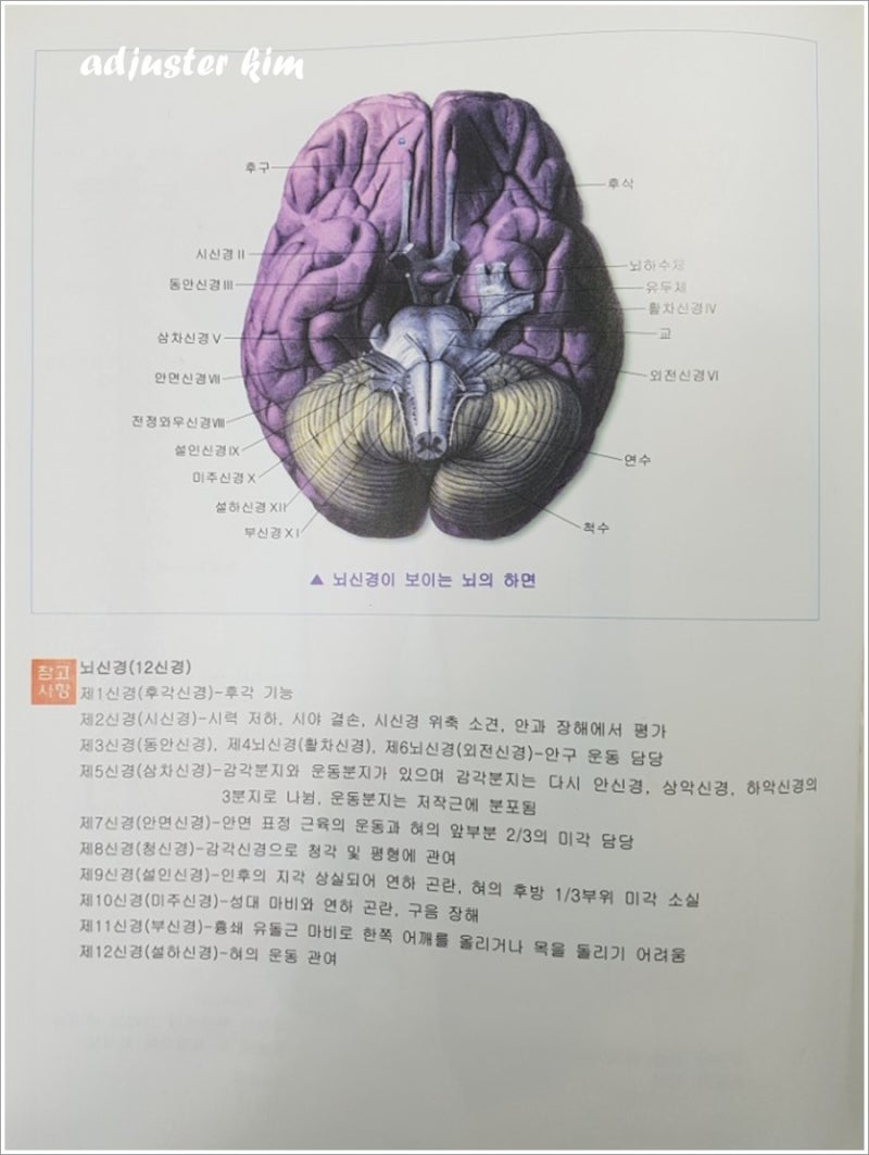 교통사고 맥브라이드 후유장애경막하출혈혈종 안산 시흥 광명 손해사정 손해사정인 네이버 블로그