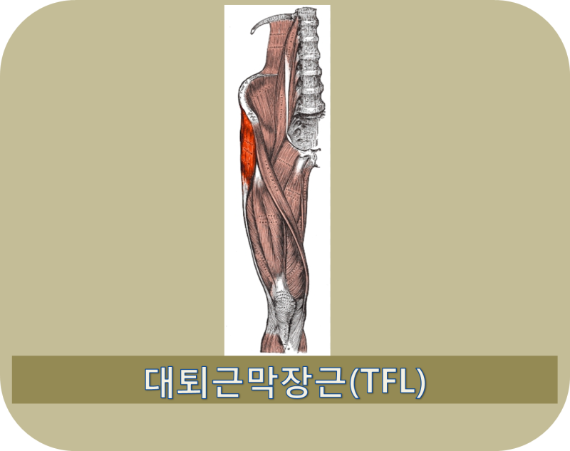 근육학 Series 대퇴근막장근tensor Fasciae Lataetfl 네이버 블로그