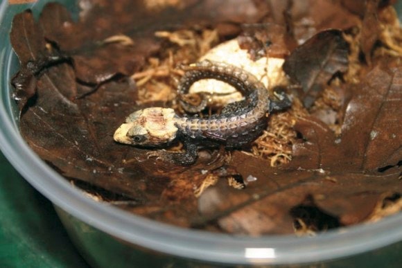 레드아이아머드스킨크(Redeyed armored skink)[Tribolonotus gracilis] : 네이버 블로그