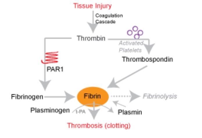 [Anaspec] ♥ Cardiovascular Diseases 연구는 SensoLyte Assay Kits와 함께 ♥ ...